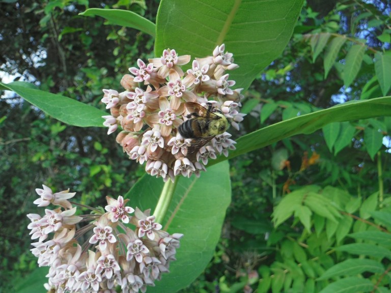 Helene Johnson | Zócalo Poets